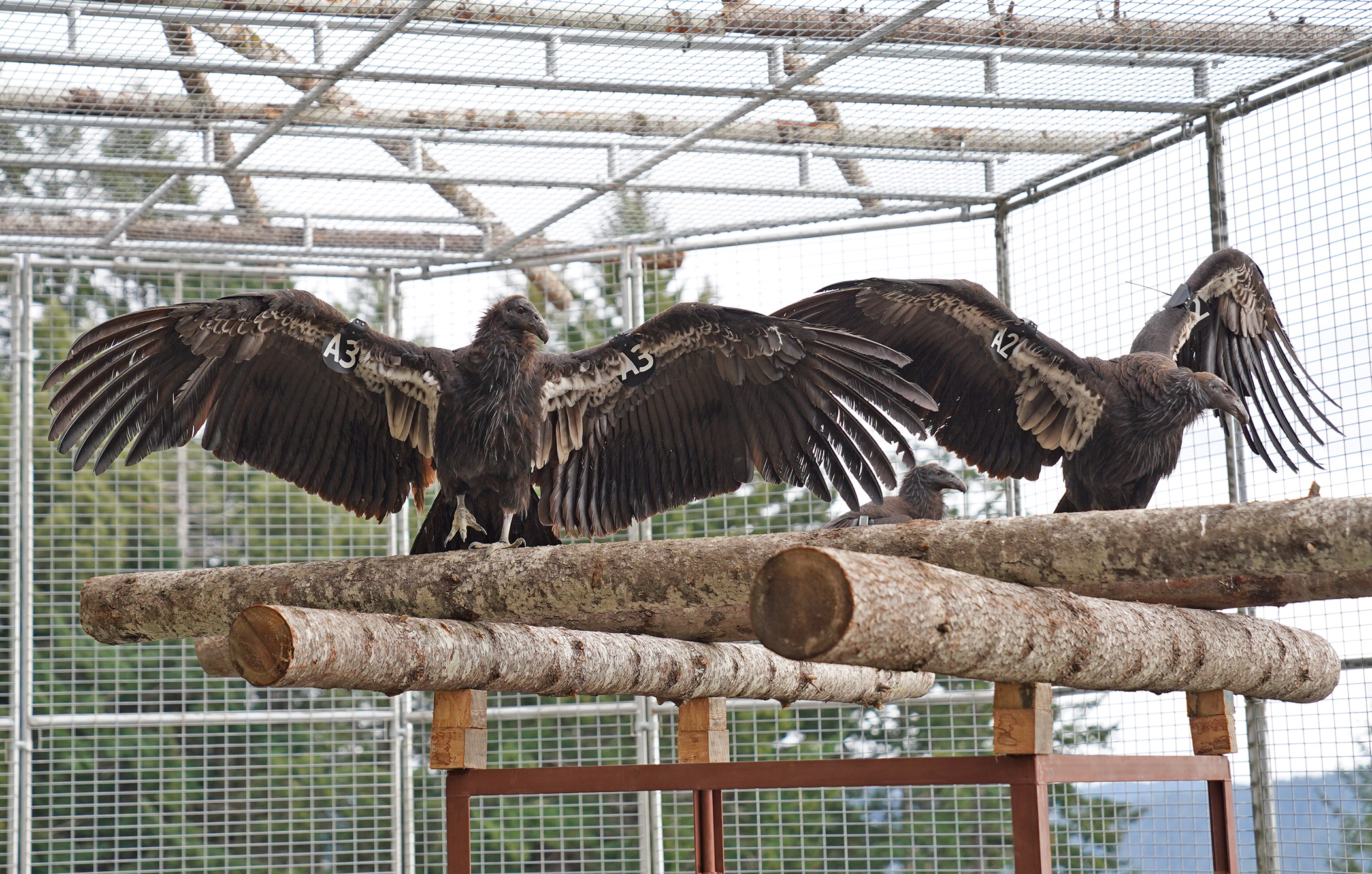 Pacific Northwest California condors | FWS.gov