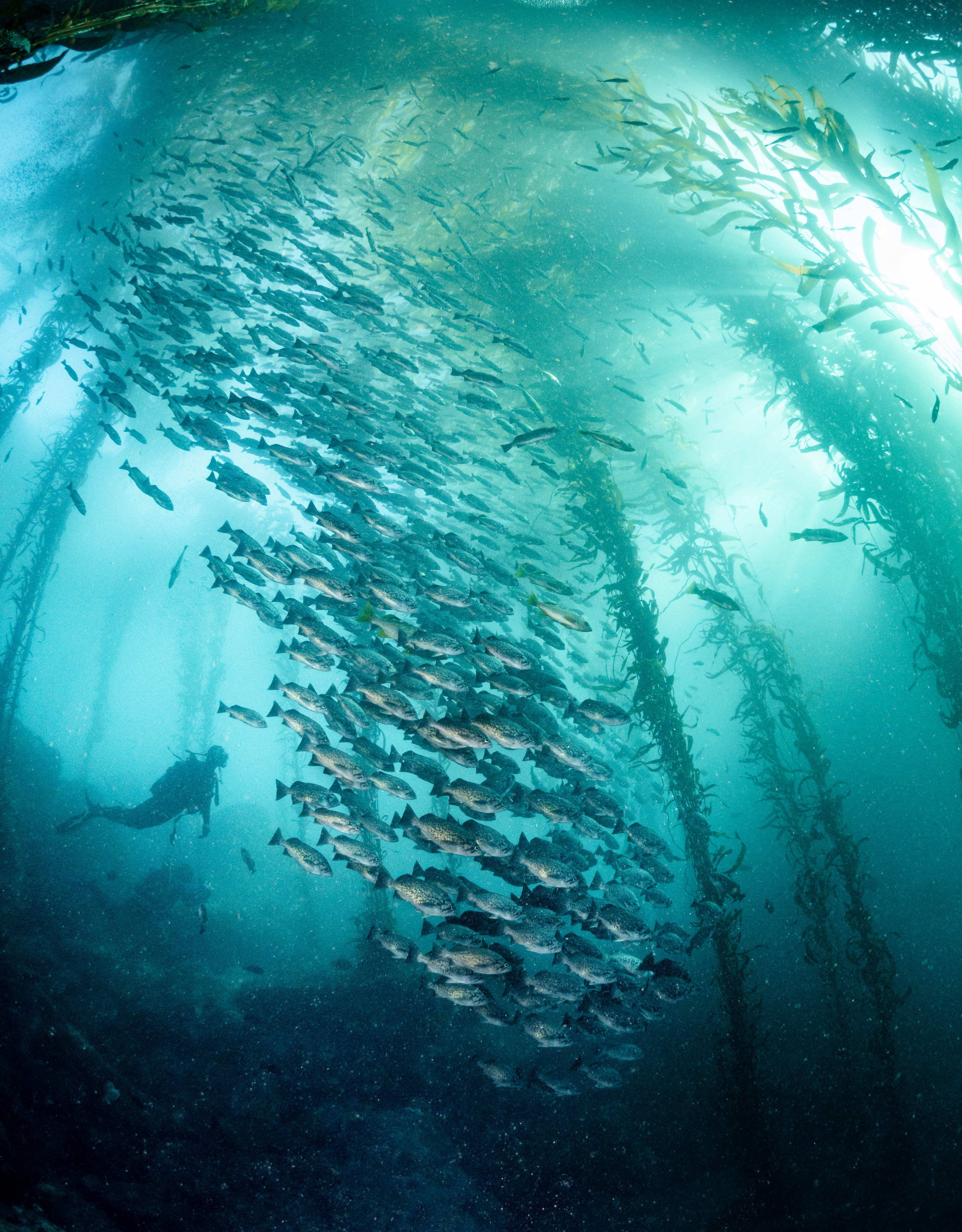 Blue rockfish in a giant kelp forest | FWS.gov