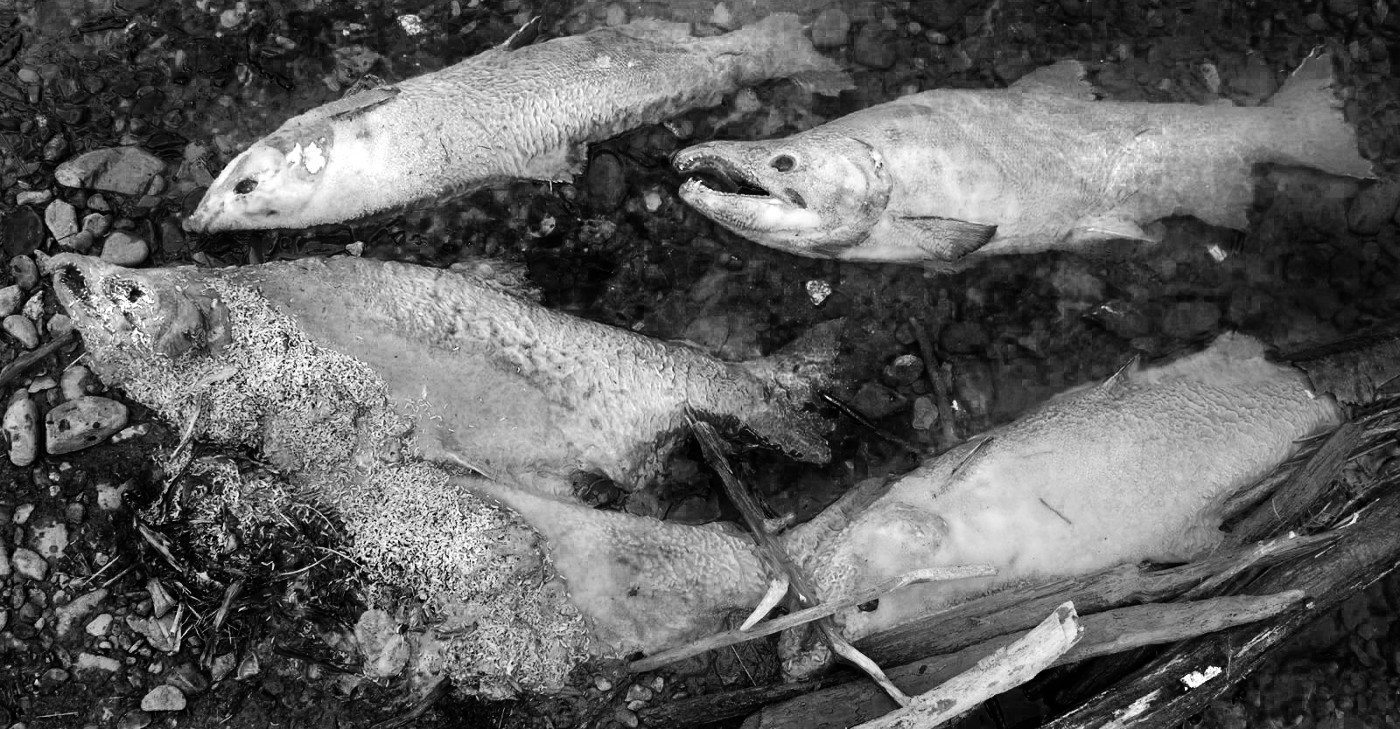 salmon carcasses.jpeg | FWS.gov