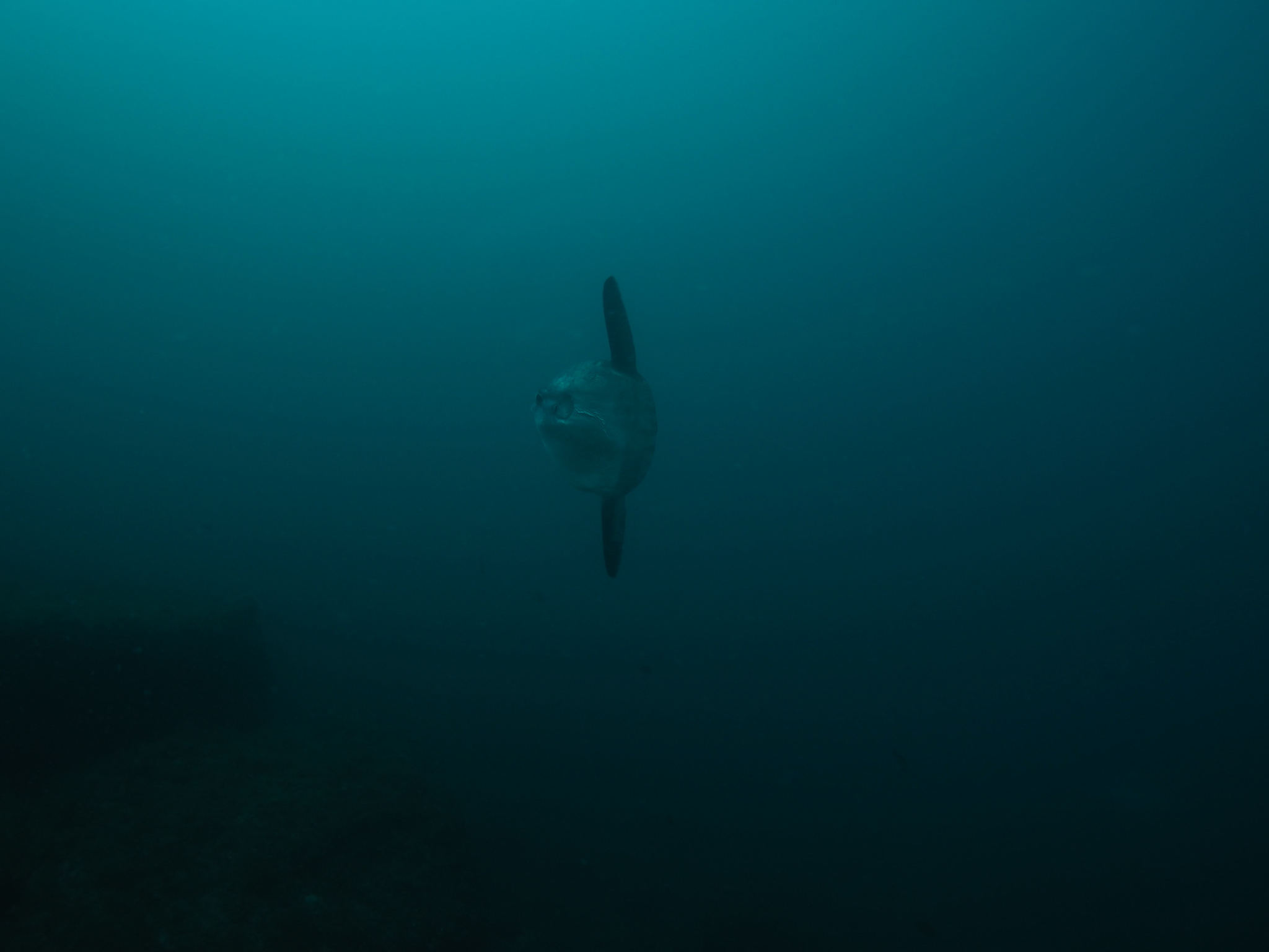 mola mola Dennis Rabeling.jpeg | FWS.gov