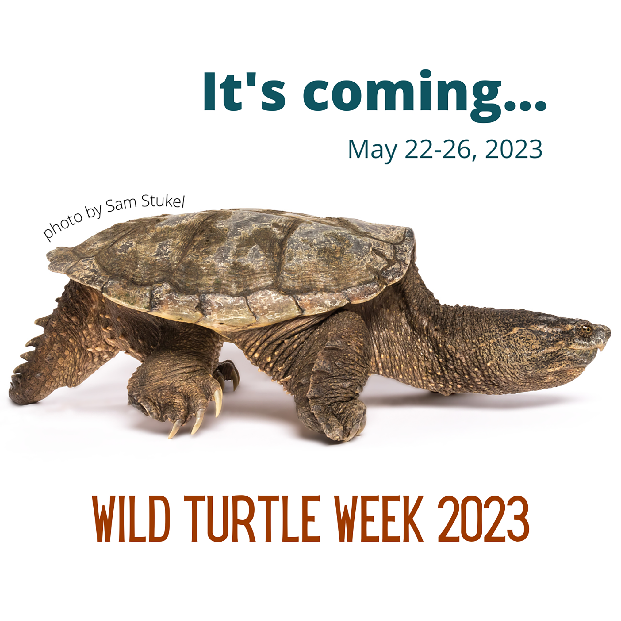 ‘It’s coming!’ turtle week announcement | FWS.gov