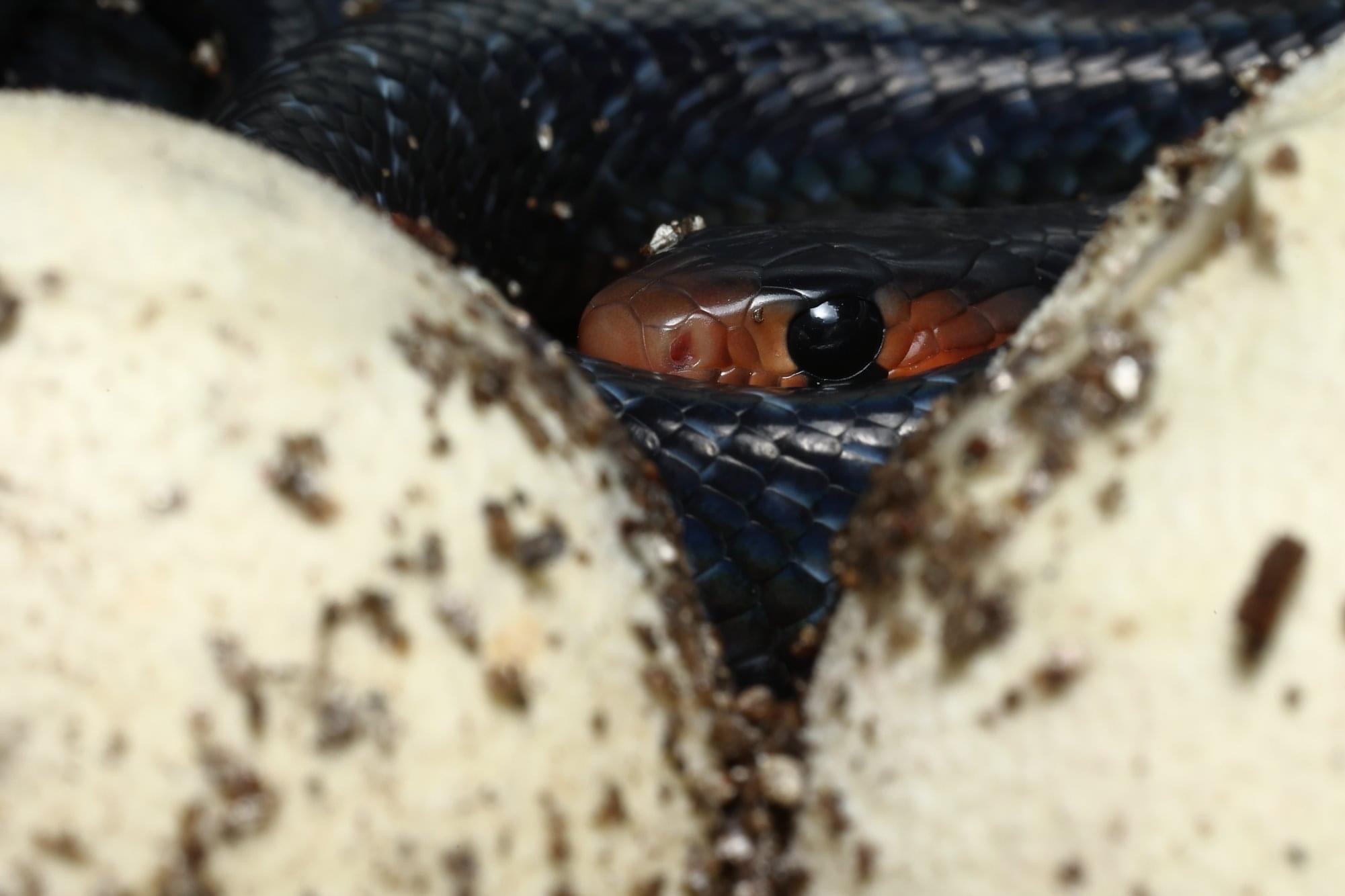 Eastern indigo snake hatchling | FWS.gov