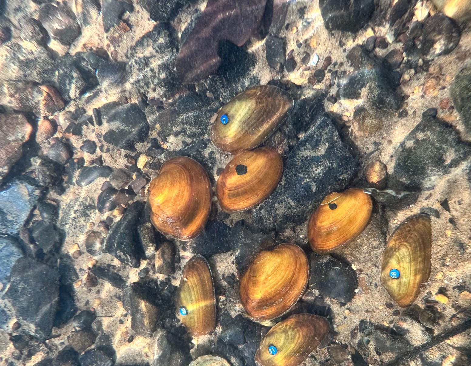 !mussels_in_BCC_PaulJohnson.jpg | FWS.gov