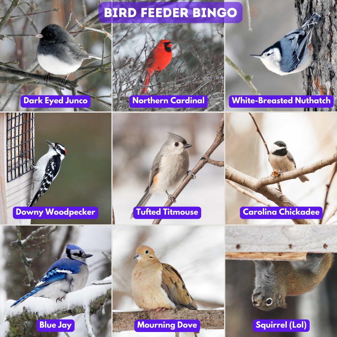 Bird Feeder Bingo.png | FWS.gov