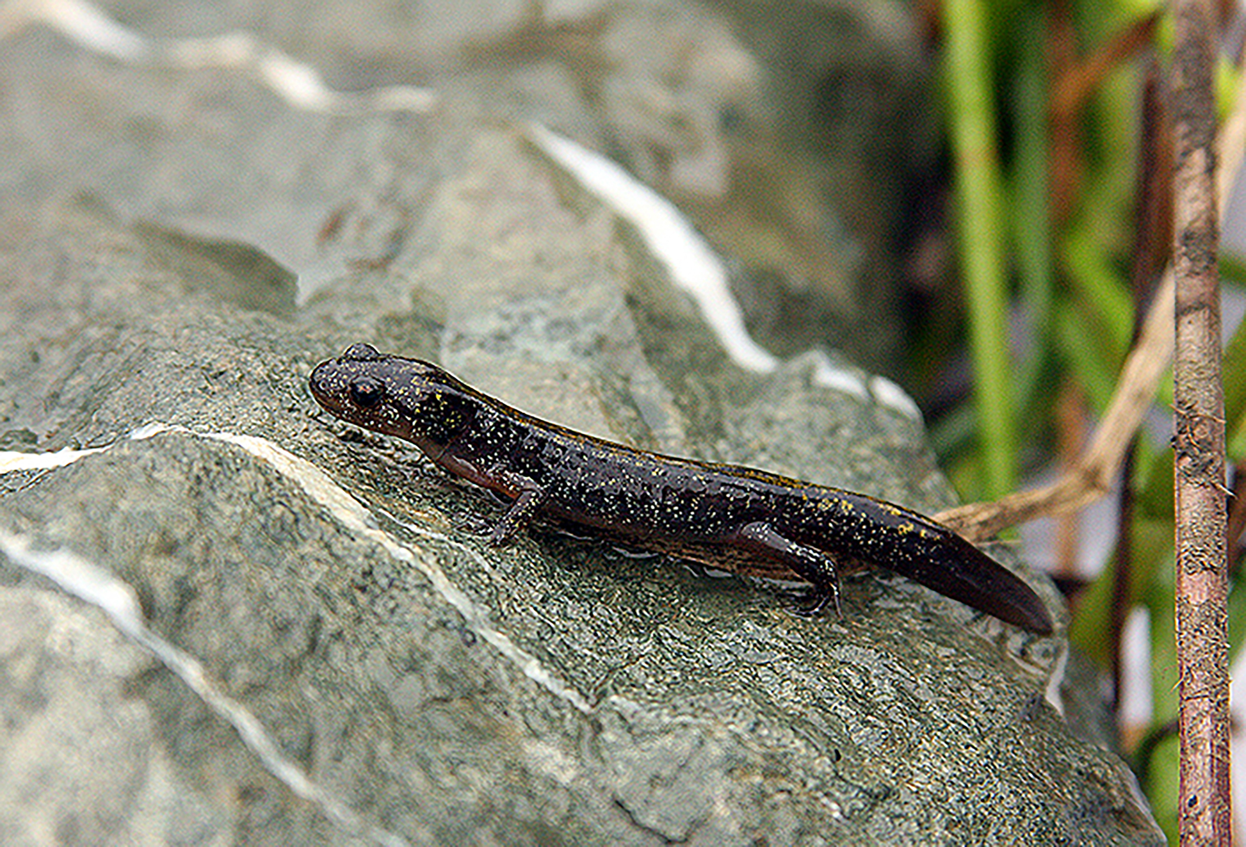 Santa Cruz long-toed salamander | FWS.gov