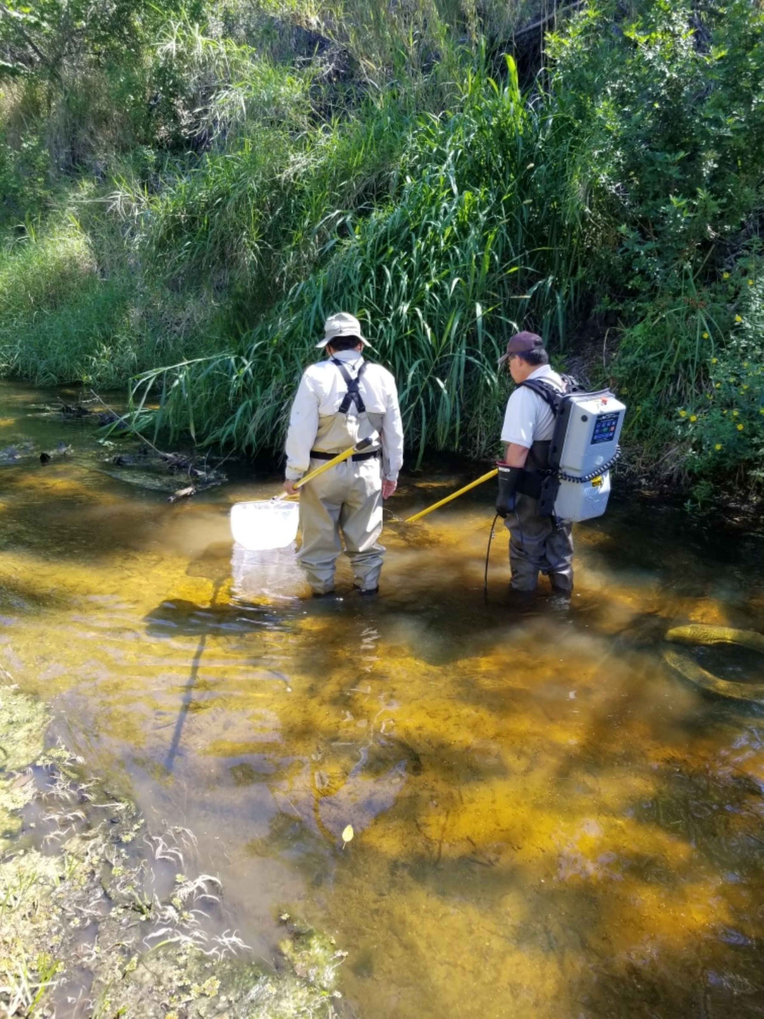 USFWS Backpack Electrofishing | FWS.gov
