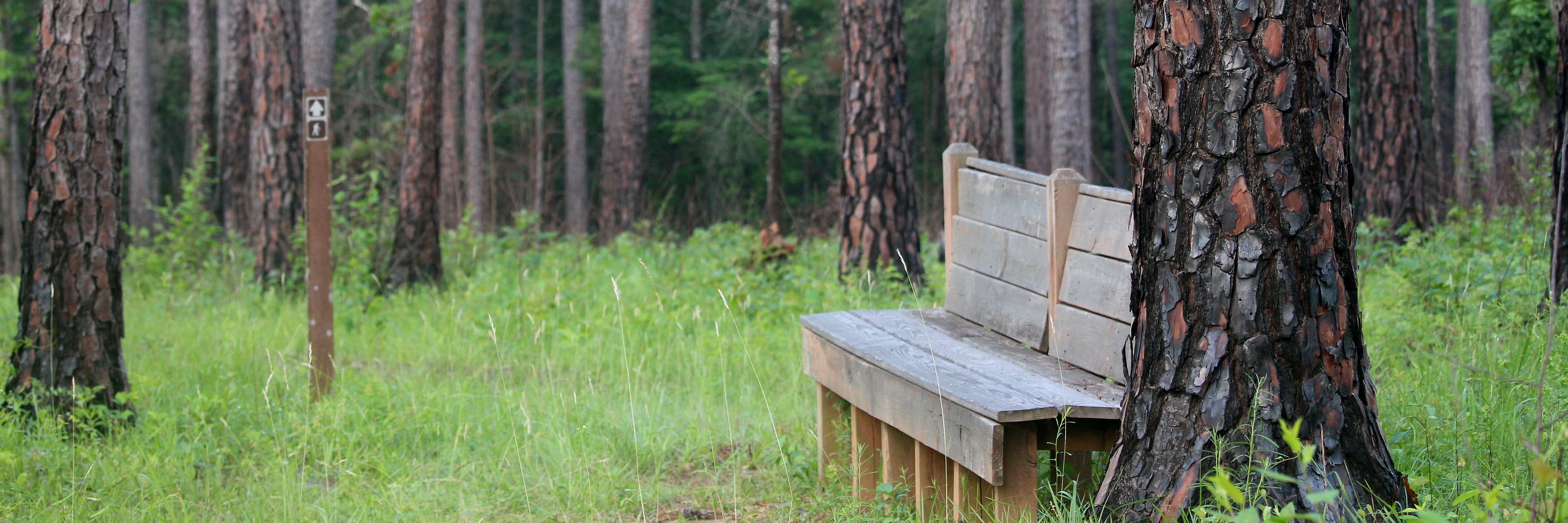 Trail Bench at Piedmont National Wildlife Refuge | FWS.gov