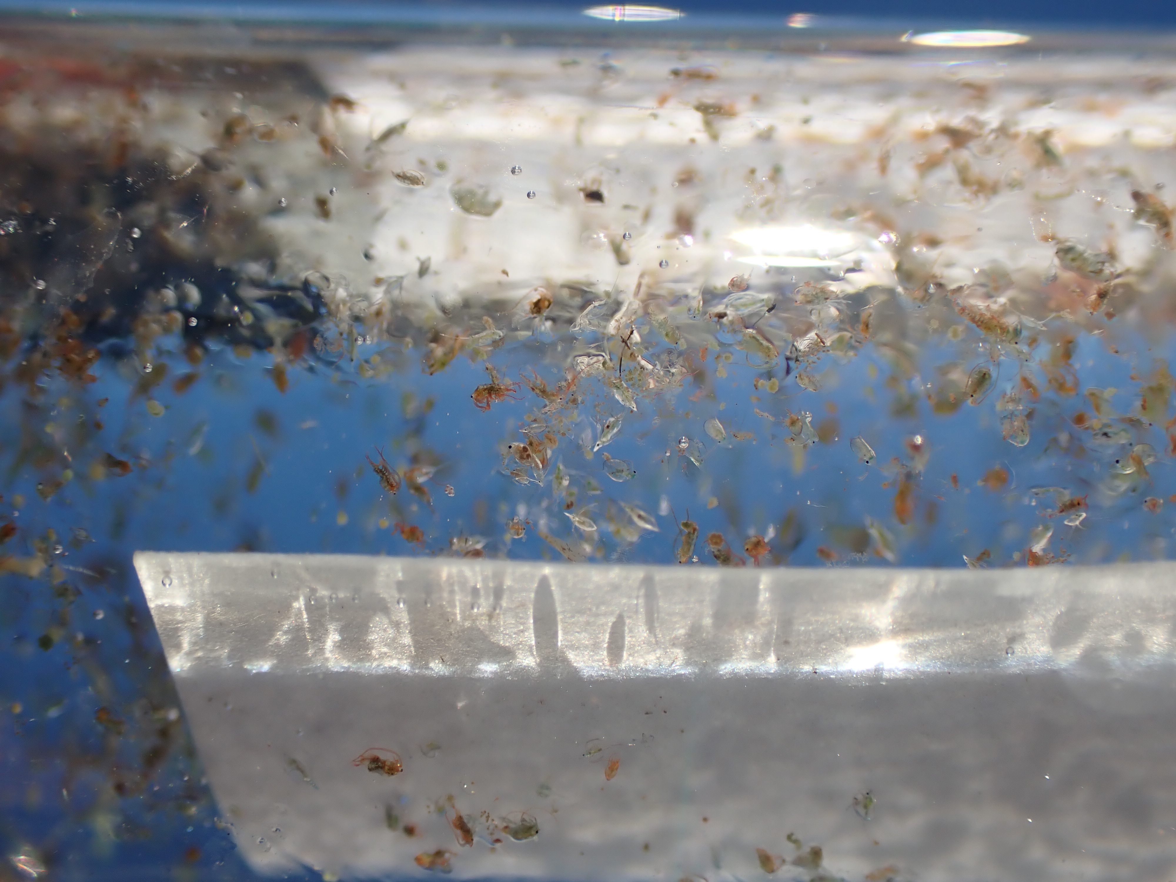 Plankton sample from Vogel Lake | FWS.gov