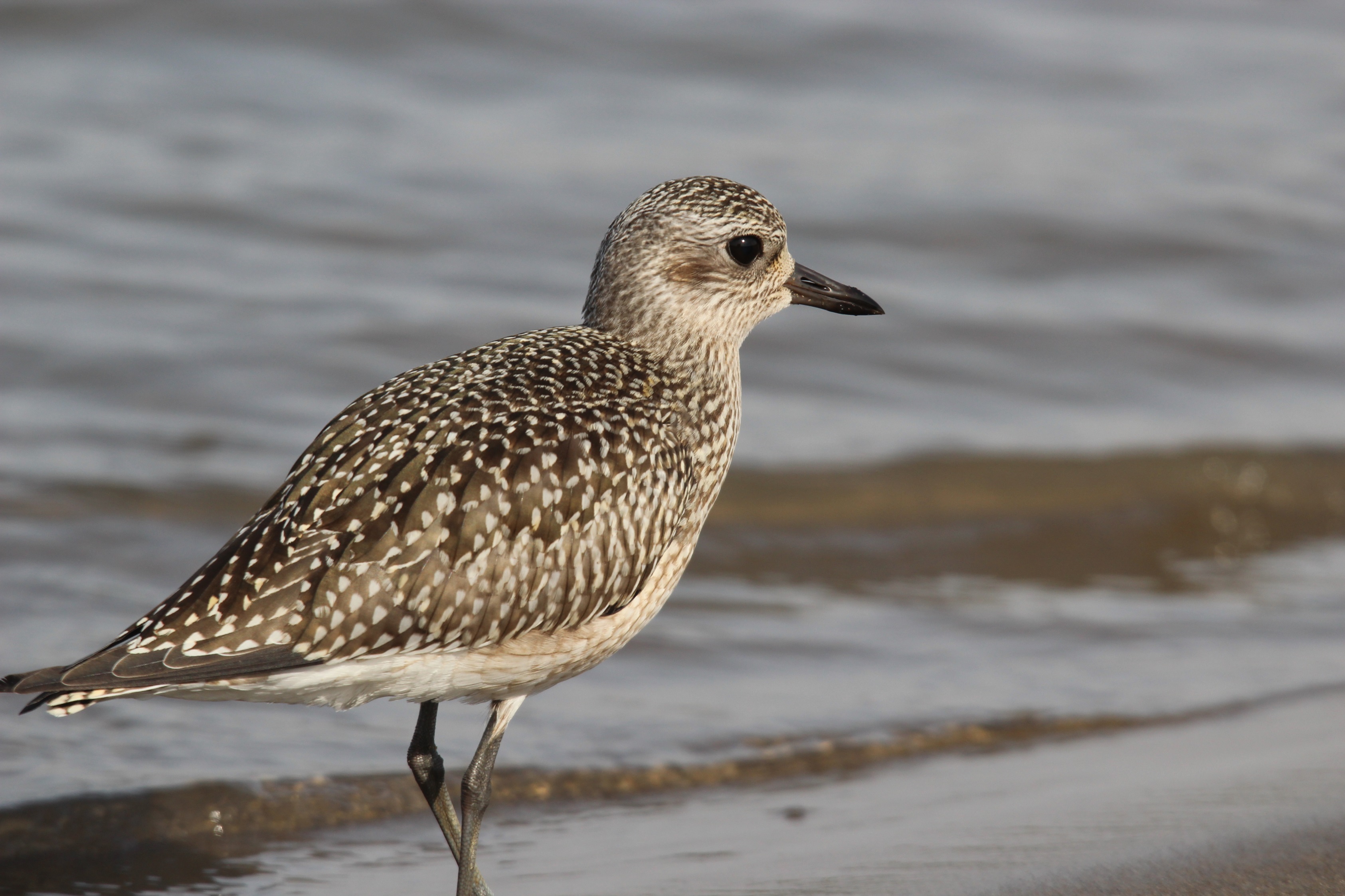 Grey plover | FWS.gov