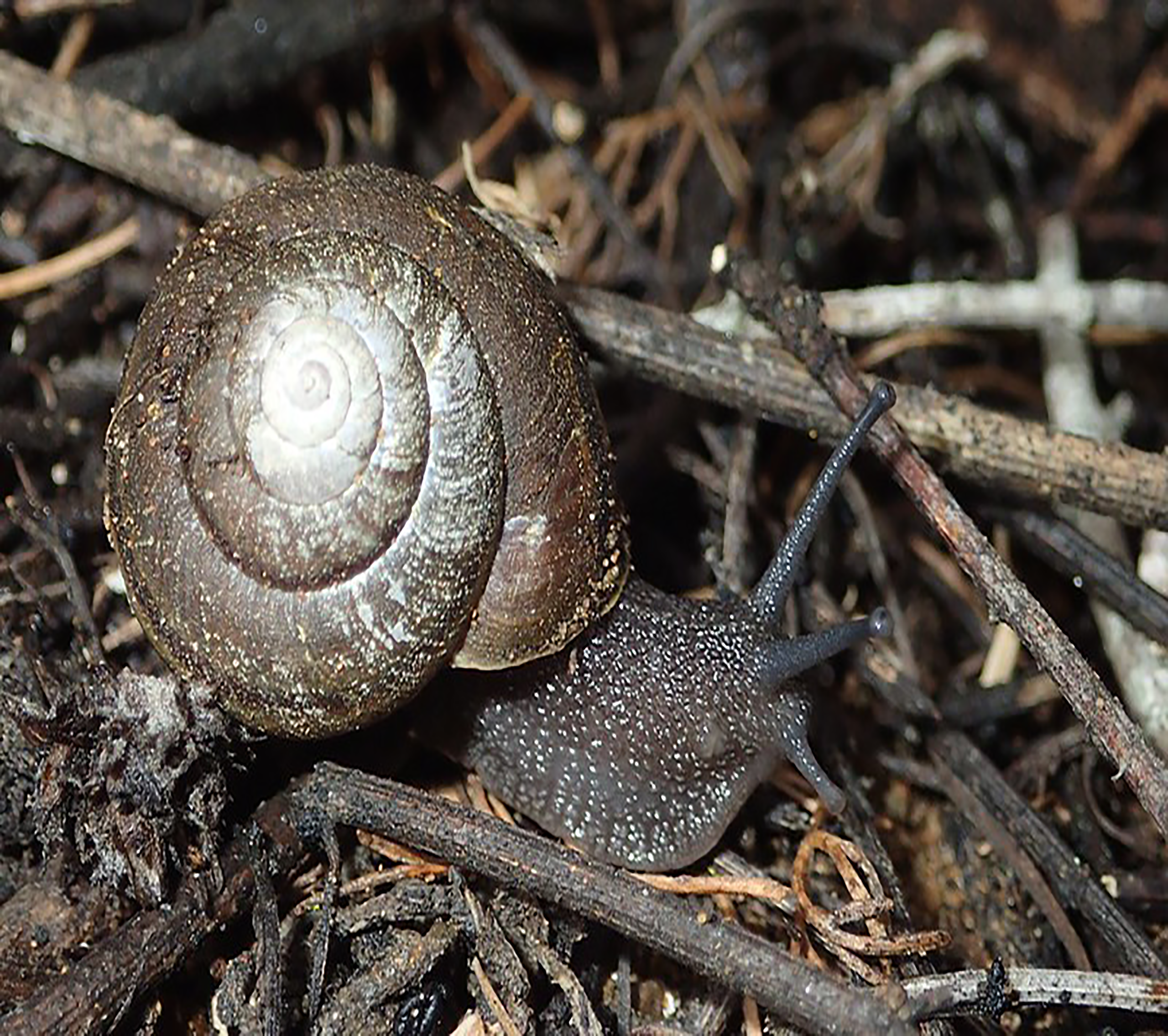 Morro shoulderband snail | FWS.gov