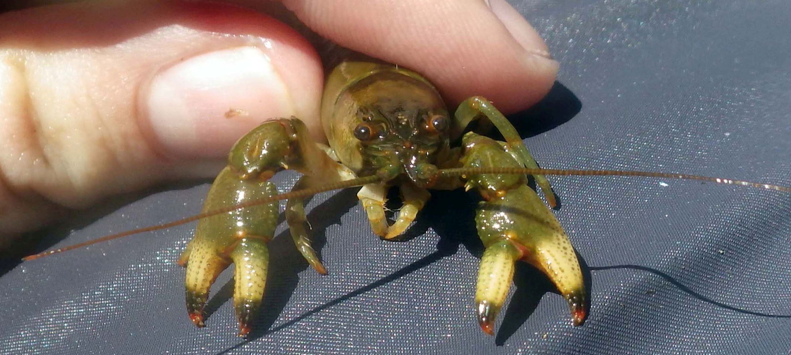 Gap-ringed Crayfish (5).JPG | FWS.gov