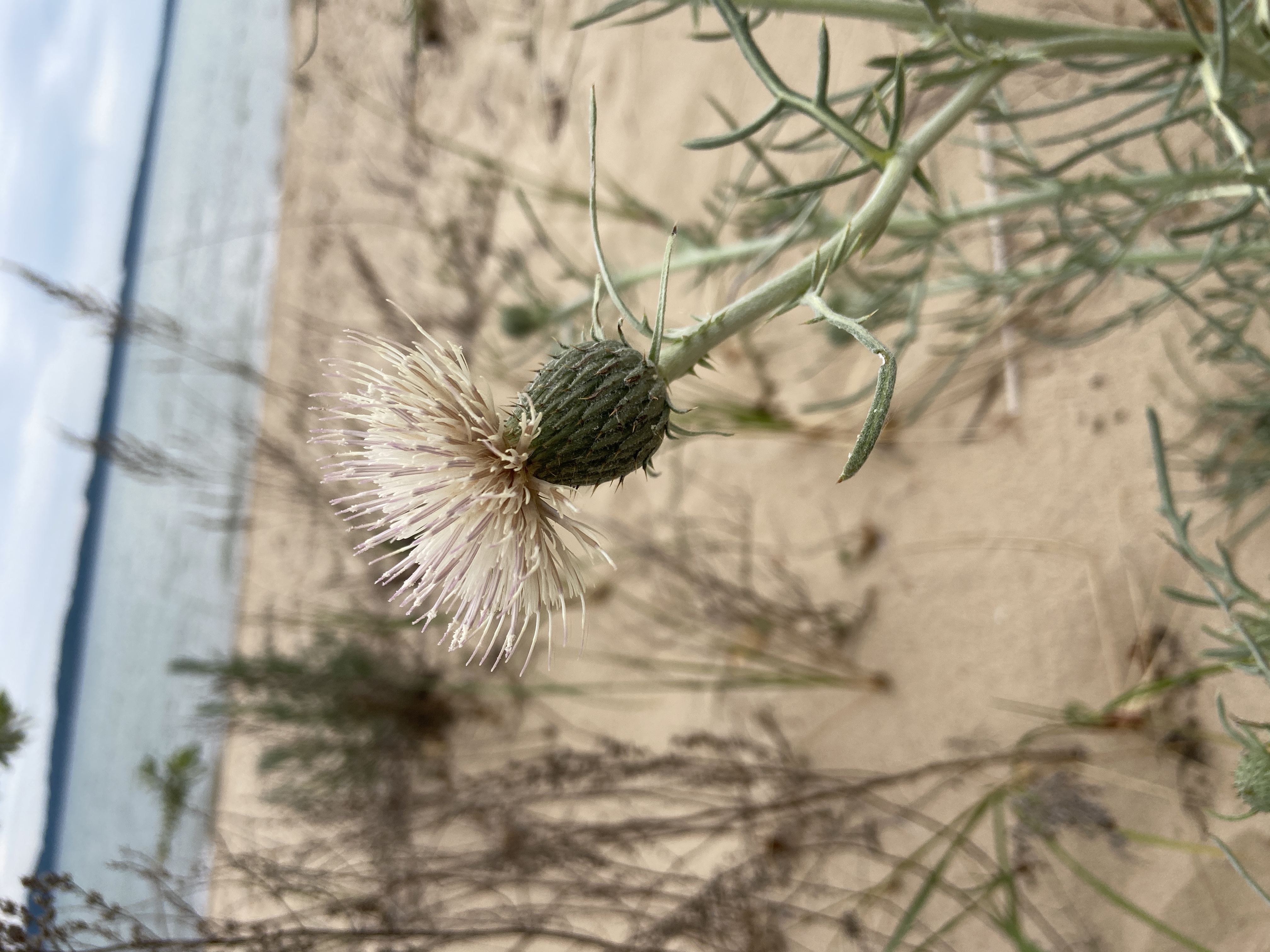 Pitcher's Thistle Flower PITH | FWS.gov