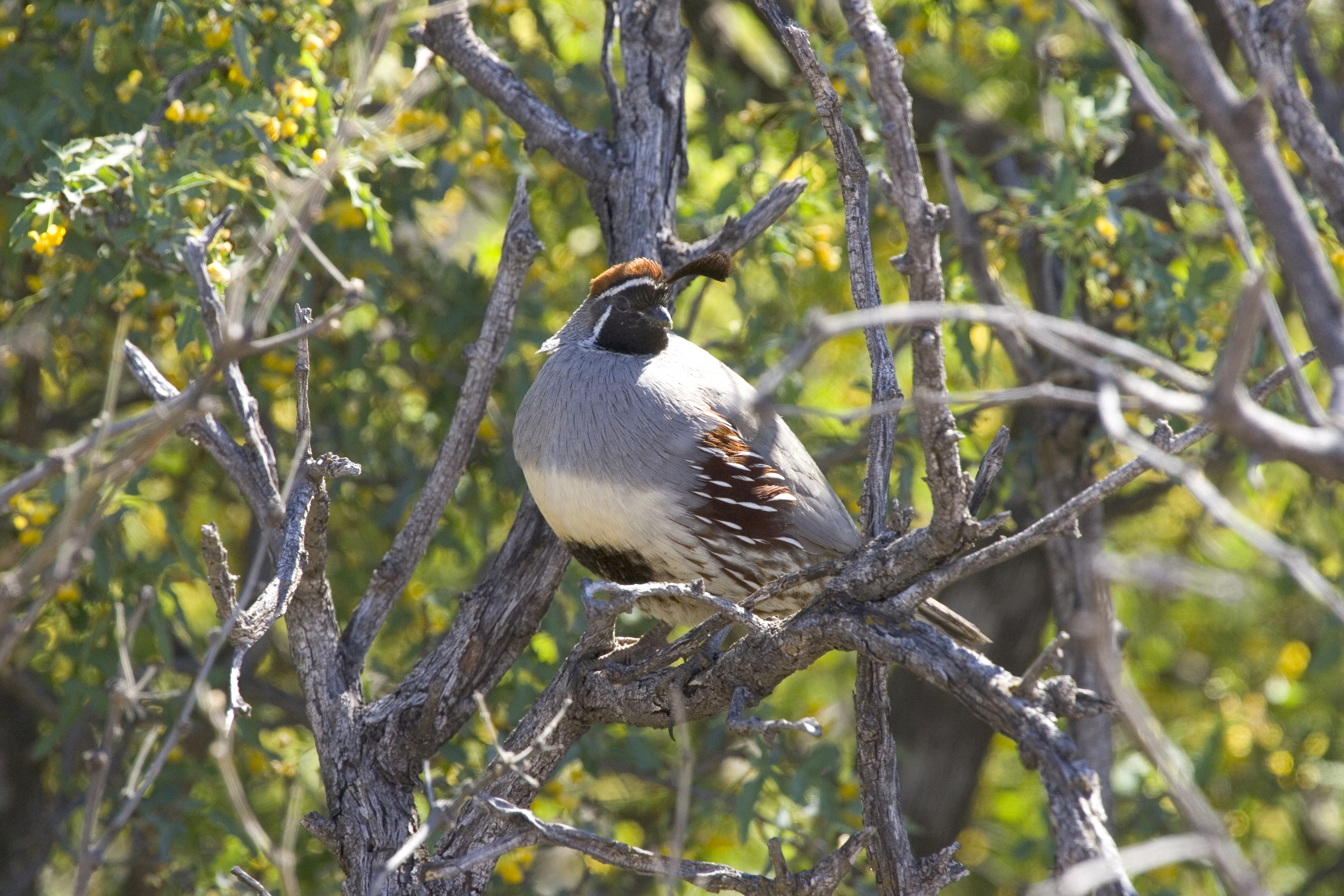 Gamble's quail | FWS.gov