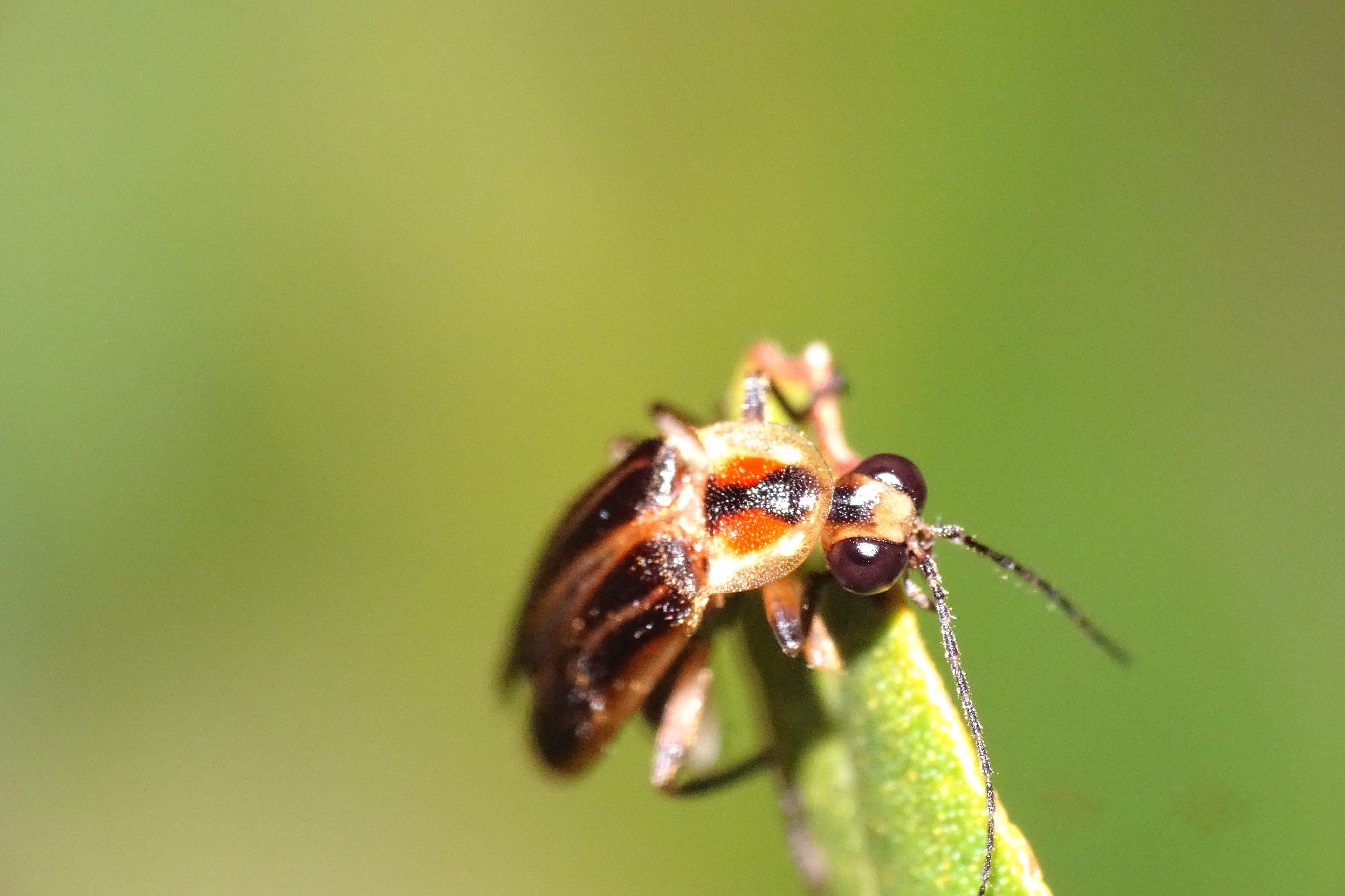 Bethany Beach firefly over head view | FWS.gov