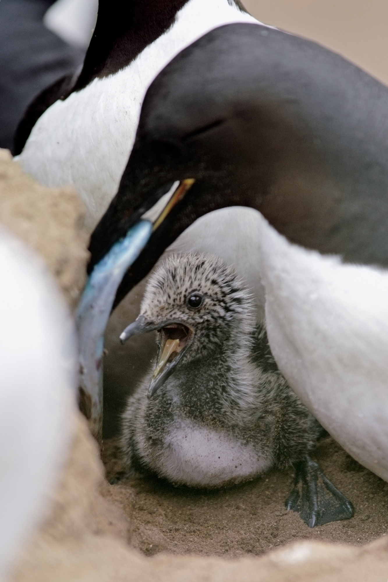 Feeding a common murre chick | FWS.gov