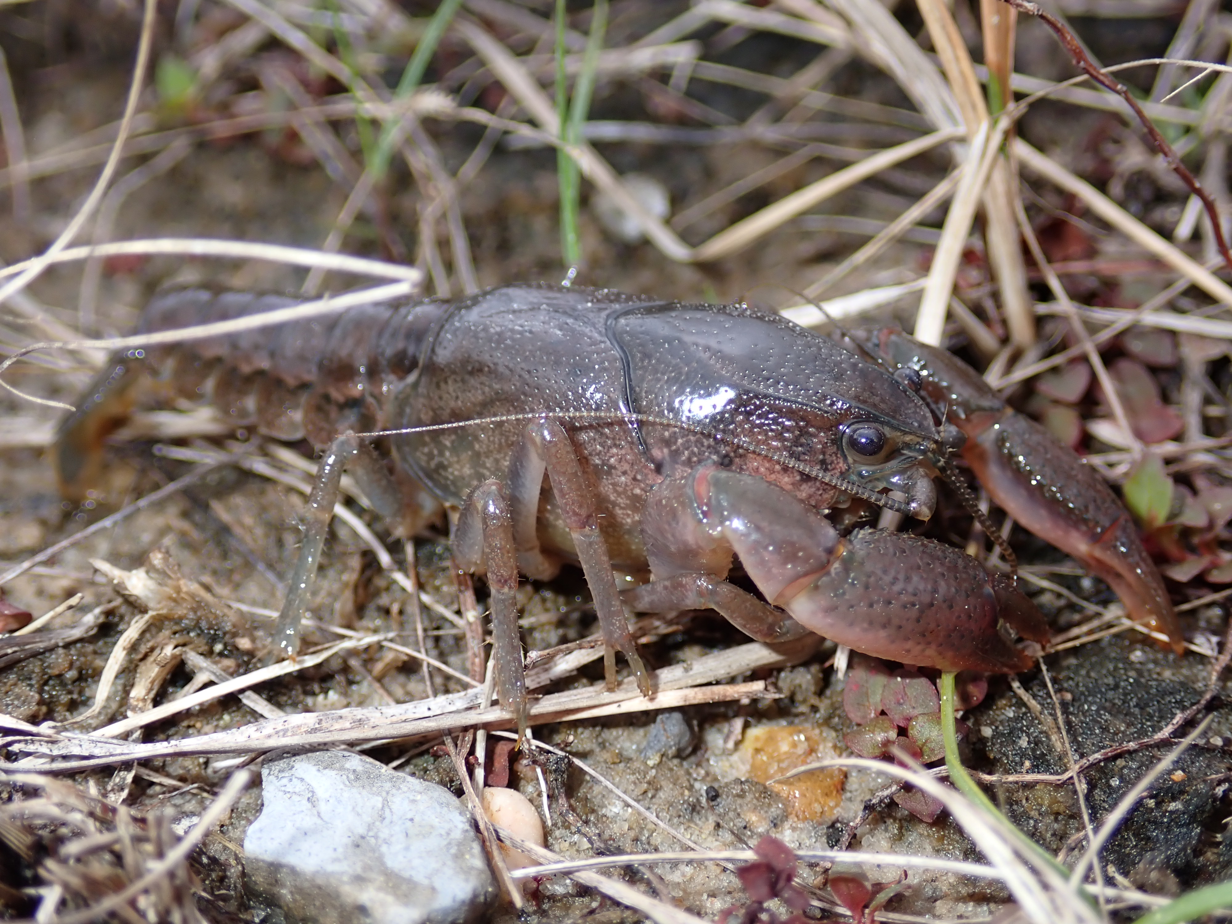 Spinytail Crayfish | FWS.gov