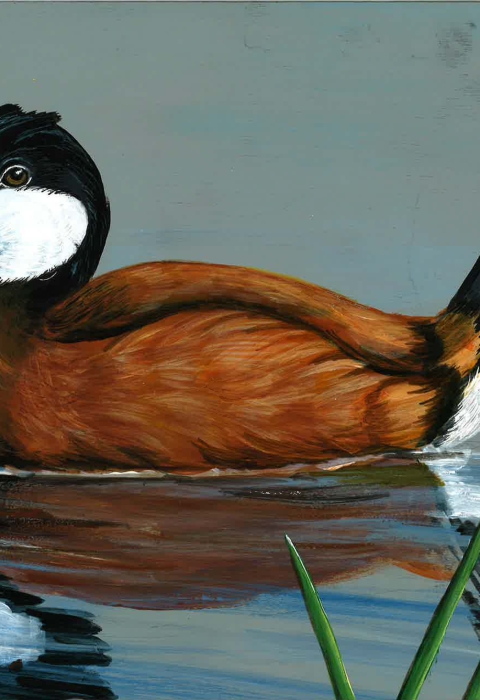 Mississippi Junior Duck Stamp Art Contest | U.S. Fish & Wildlife Service