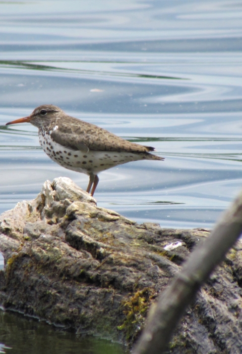 Spotted Sandpiper (Actitis macularius) | U.S. Fish & Wildlife Service