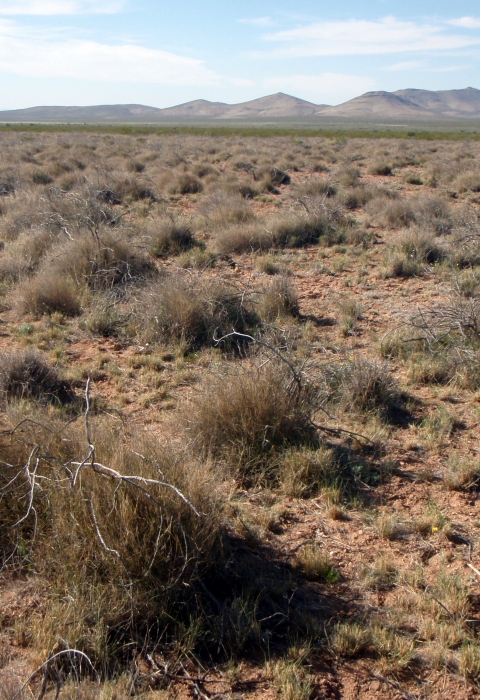 Grassland Restoration Effects on Kangaroo Bats | U.S. Fish & Wildlife ...