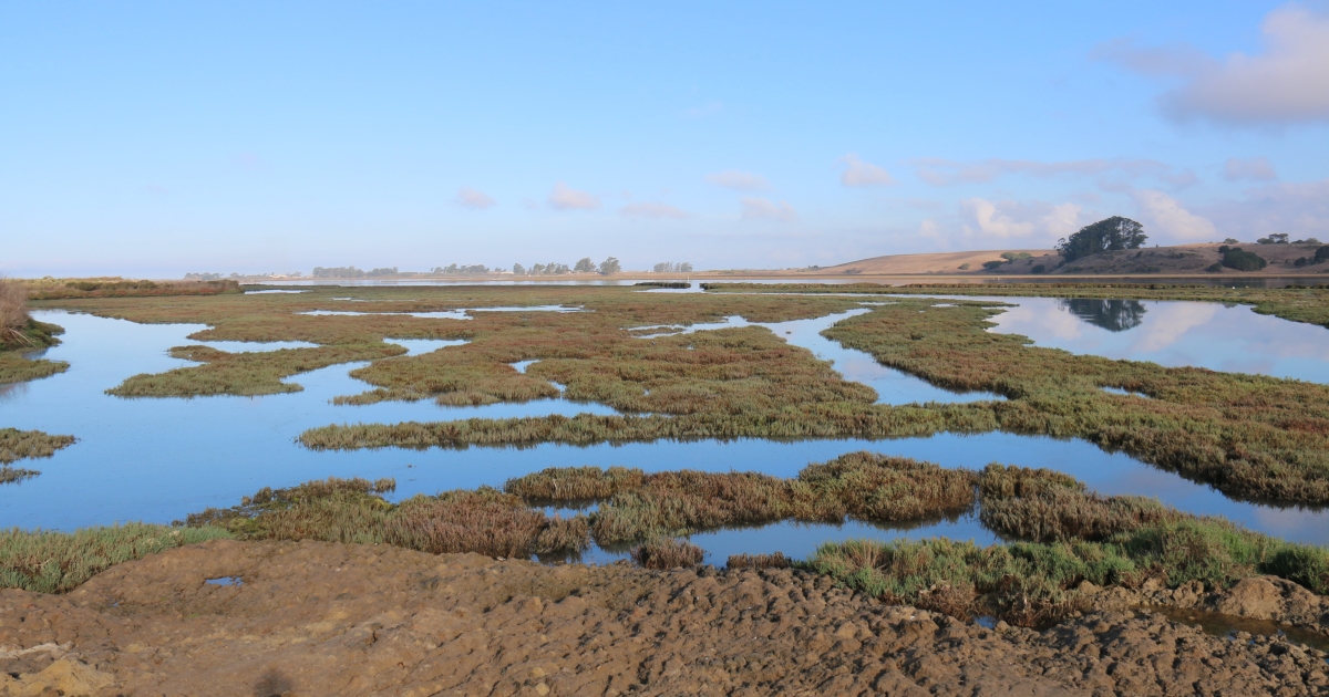 Service Awards $3 Million To Protect and Restore Coastal Wetlands in ...