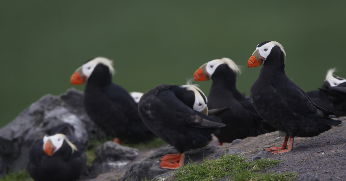 Longtime Volunteer and Citizen Scientist Helps Oregon's Tufted Puffins ...