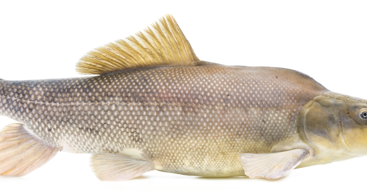 Razorback Suckers In Good Hands | U.S. Fish & Wildlife Service