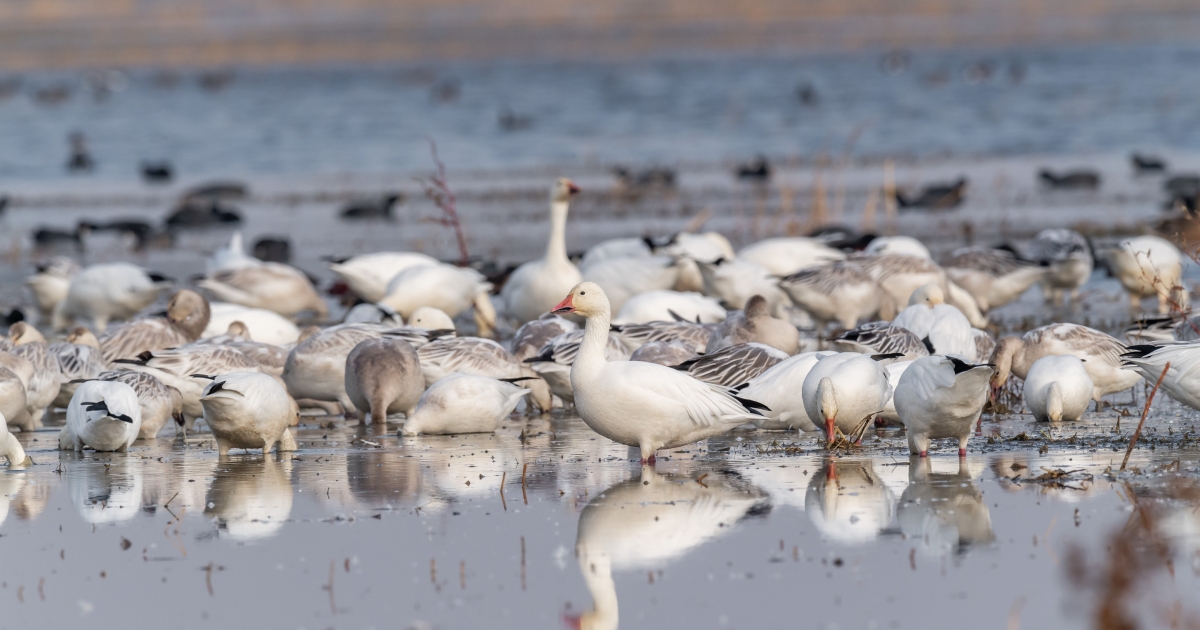 Avoid sick or dead waterfowl | U.S. Fish & Wildlife Service