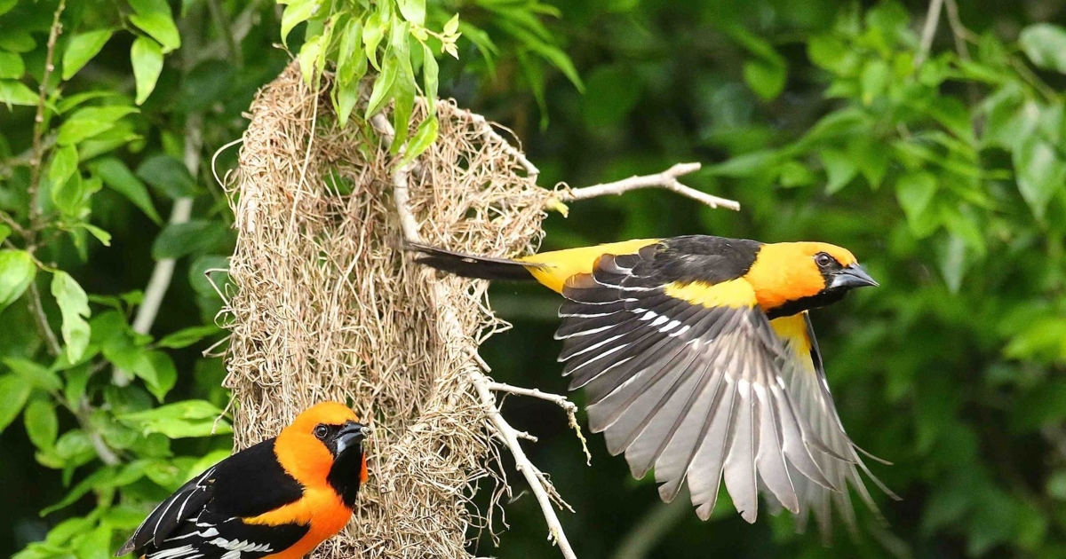 Altamira Oriole (Icterus gularis) | U.S. Fish & Wildlife Service