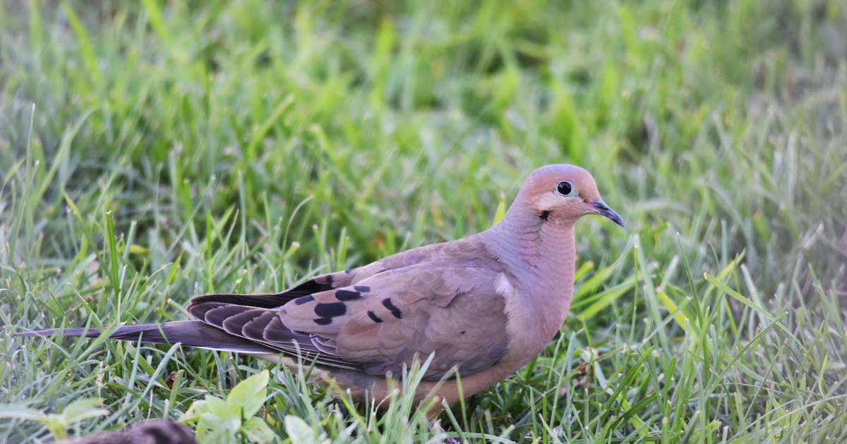 Banding Mourning Doves | U.S. Fish & Wildlife Service