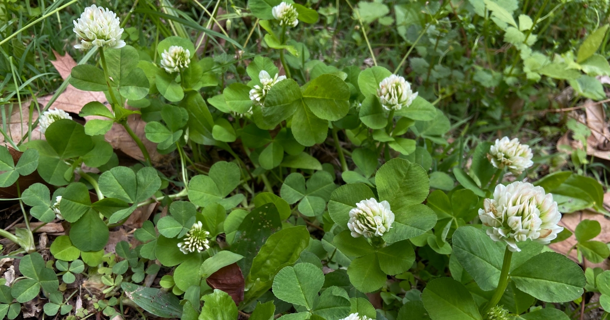 Running buffalo clover recovery | U.S. Fish & Wildlife Service