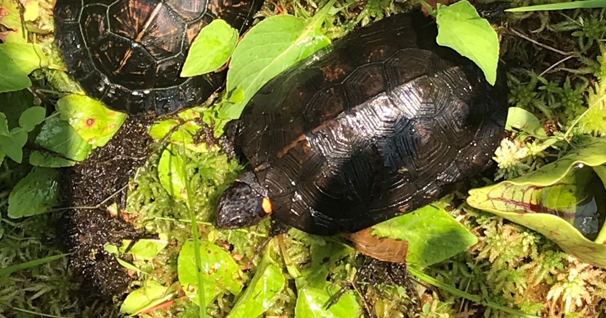 Bog Turtle Love | U.S. Fish & Wildlife Service