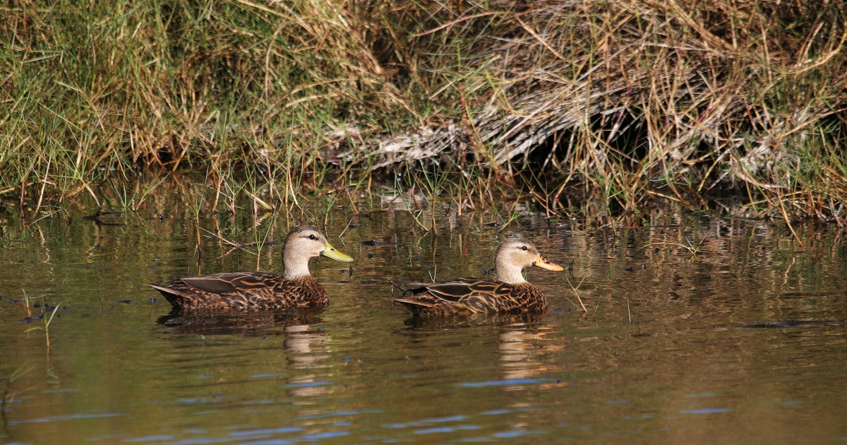 Sabine National Wildlife Refuge | U.S. Fish & Wildlife Service