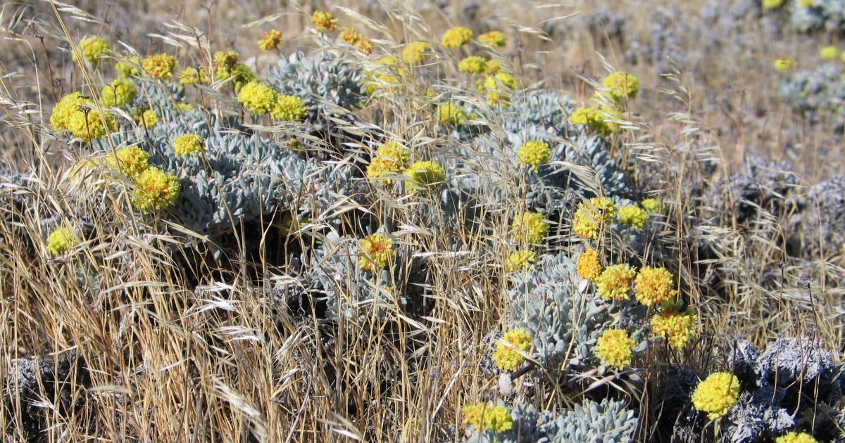 Umtanum Desert Buckwheat (Eriogonum codium) | U.S. Fish & Wildlife Service