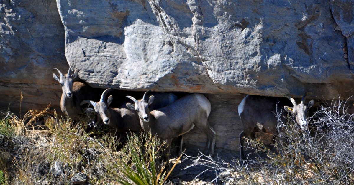 San Andres National Wildlife Refuge | U.S. Fish & Wildlife Service
