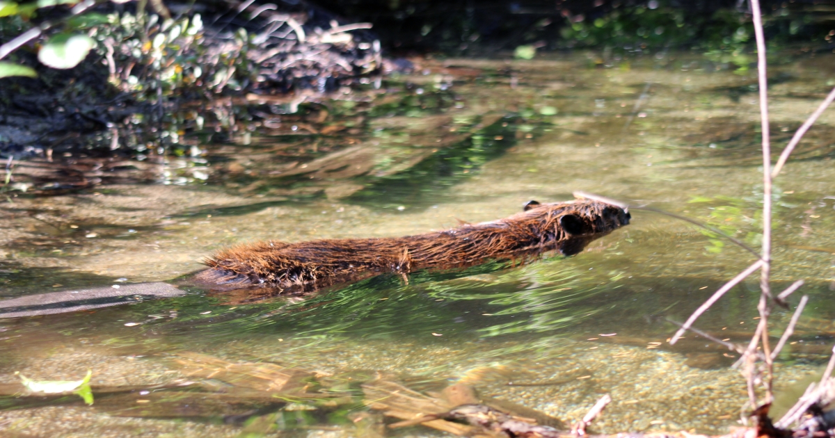 Beavers and Salmon: Partners in Restoration | U.S. Fish & Wildlife Service