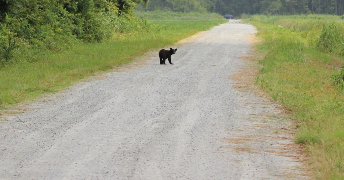 Current Road Status at Alligator River National Wildlife Refuge | U.S ...