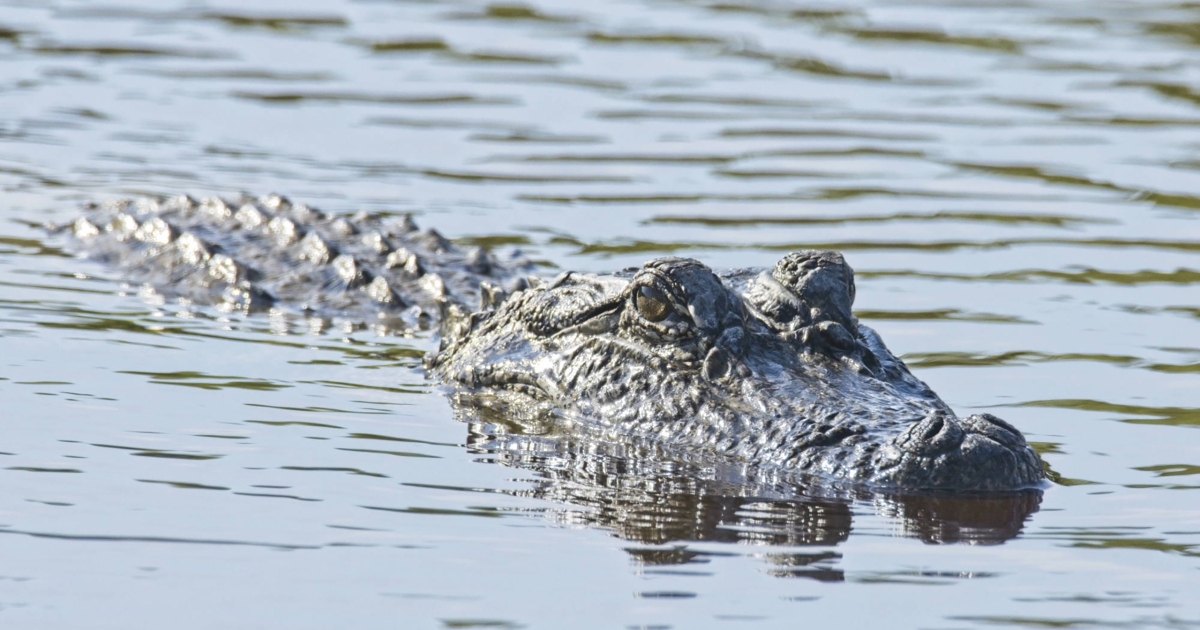 What Happens to Species on CITES Appendix II? See: American Alligator ...