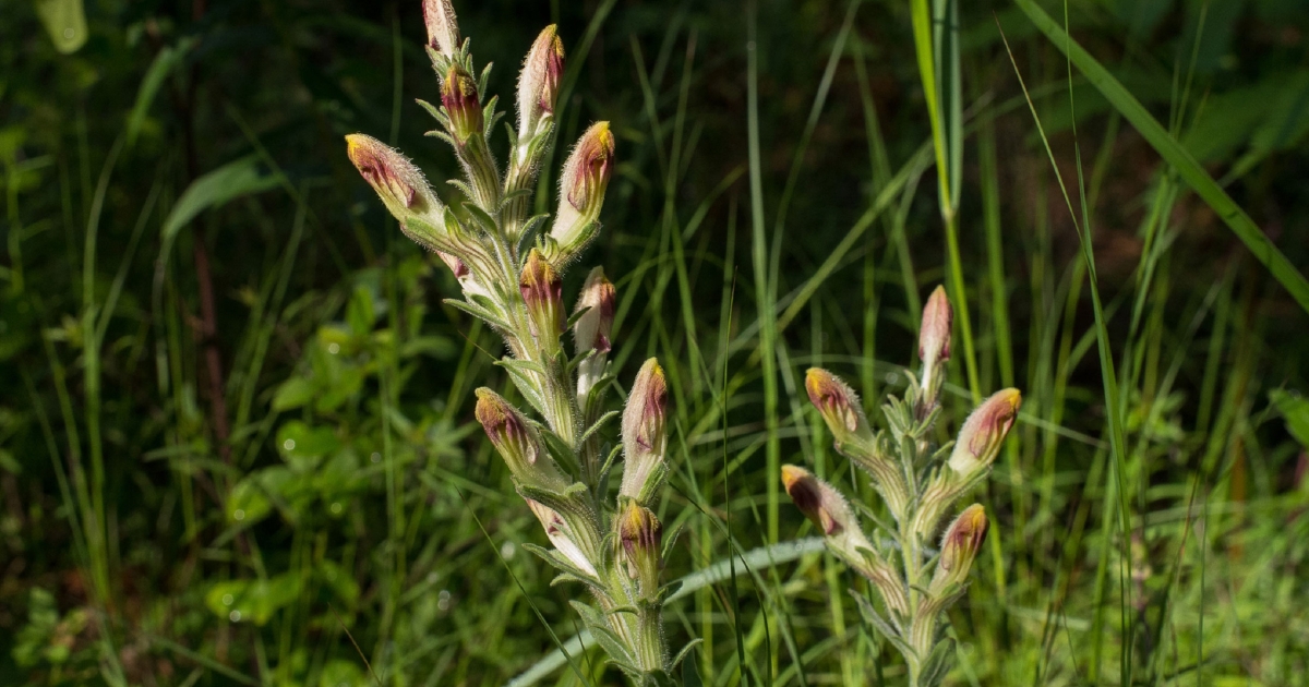 American Chaffseed (Schwalbea americana) | U.S. Fish & Wildlife Service