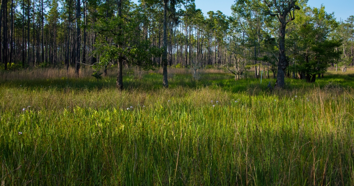 Hatchery Helping Gopher Frogs | U.S. Fish & Wildlife Service