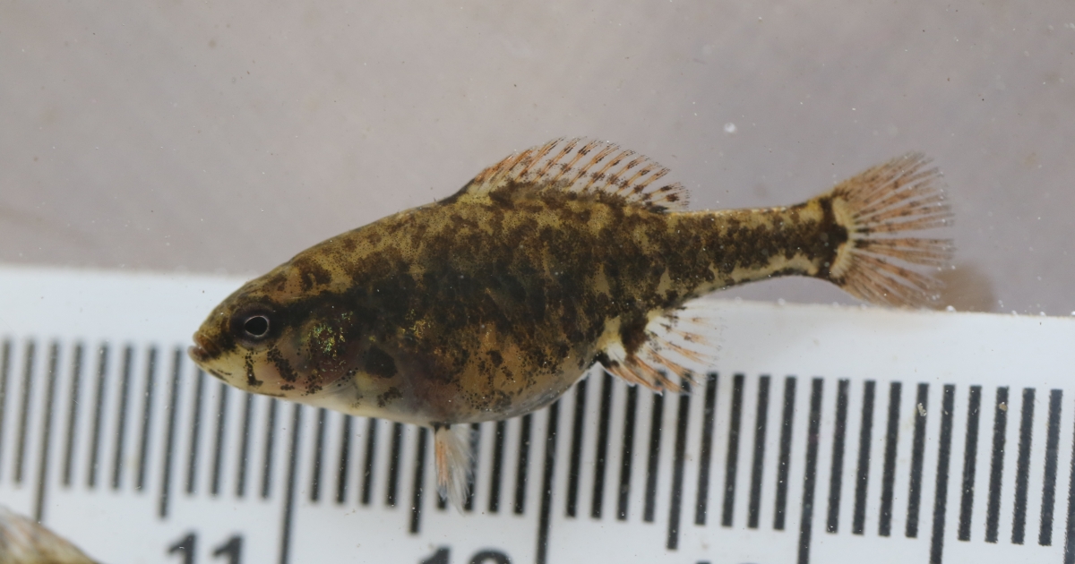 Spring Pygmy Sunfish (Elassoma alabamae) | U.S. Fish & Wildlife Service