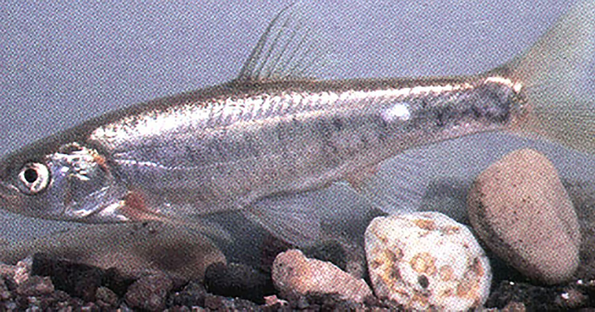 Big Spring Spinedace (Lepidomeda mollispinis pratensis) | U.S. Fish ...