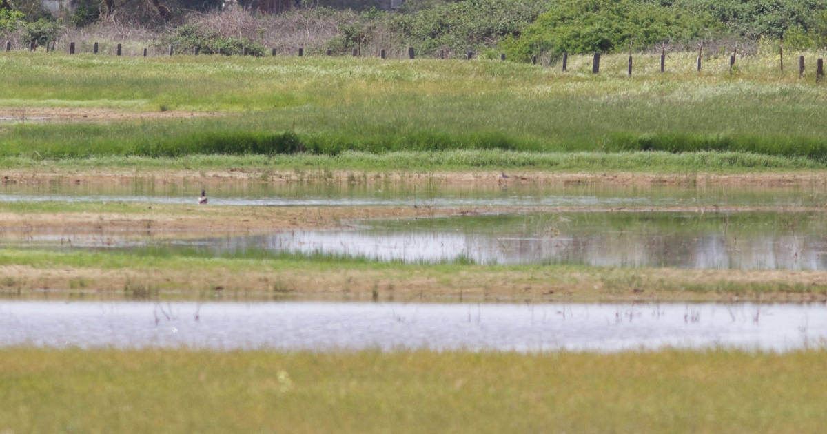 Appendix (Public Version) for the Vernal Pool Fairy Shrimp ...