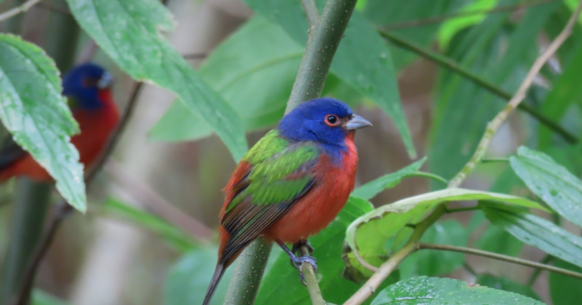 Painted Bunting (Passerina ciris) | U.S. Fish & Wildlife Service