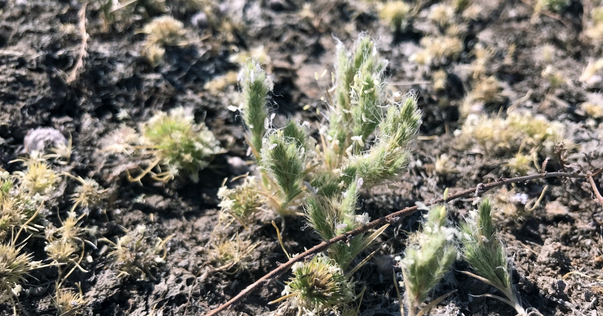 Endangered Grass Making a Comeback | U.S. Fish & Wildlife Service