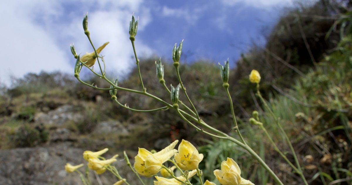 Yellow Larkspur (Delphinium luteum) | U.S. Fish & Wildlife Service