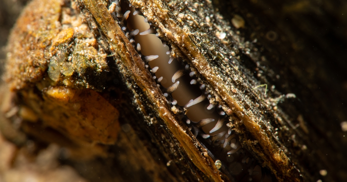 Eastern Elliptio (Elliptio complanata) | U.S. Fish & Wildlife Service