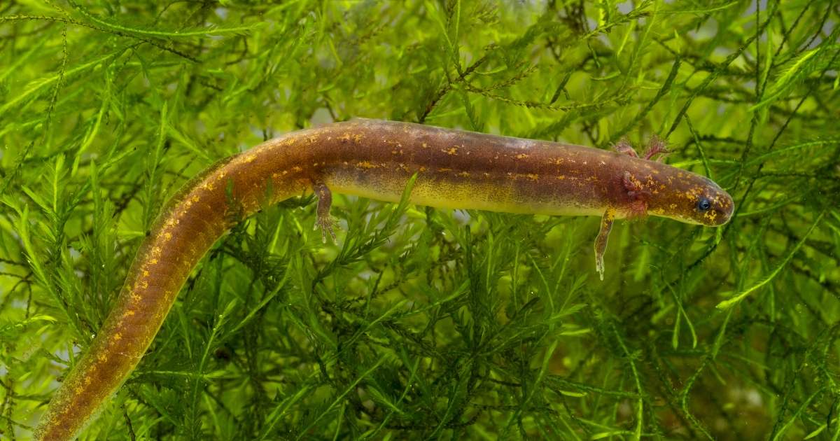 Central Texas Salamanders | U.S. Fish & Wildlife Service