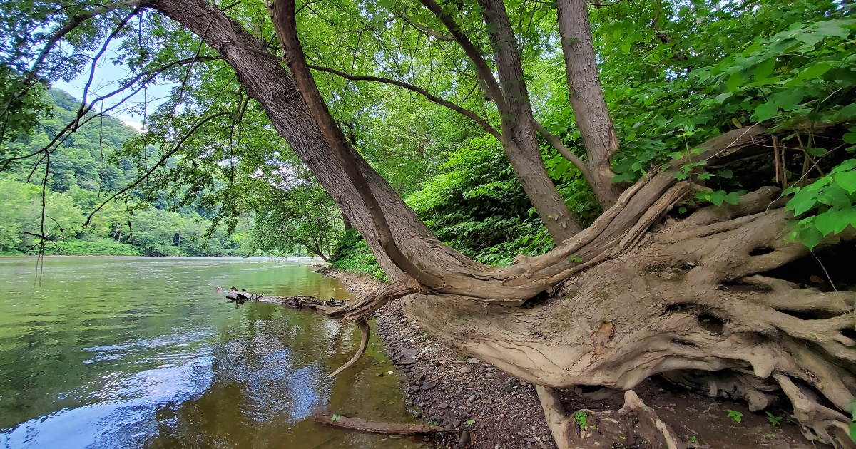 Ohio River Islands National Wildlife Refuge | U.S. Fish & Wildlife Service