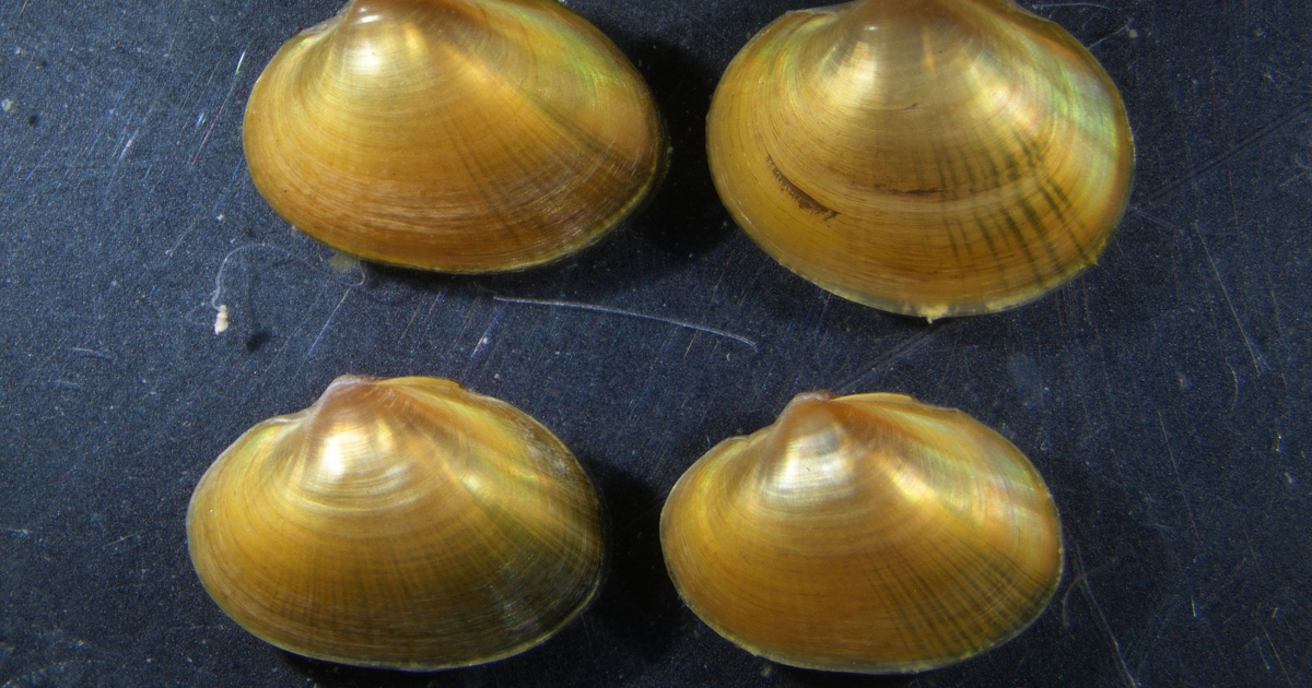 Deep dive for mussel conservation | U.S. Fish & Wildlife Service
