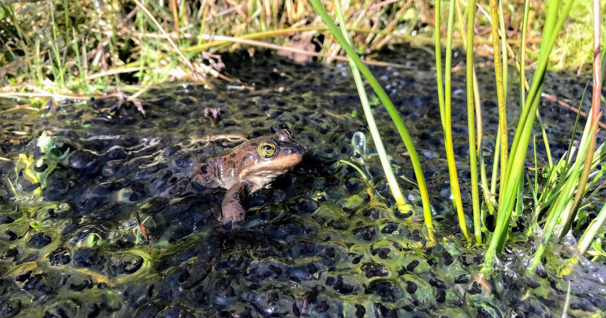 Threatened Oregon Spotted Frogs | U.S. Fish & Wildlife Service